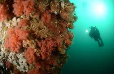 Anacortes Diving