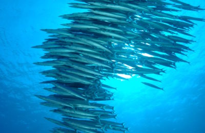 Dive Travel – Anacortes Diving