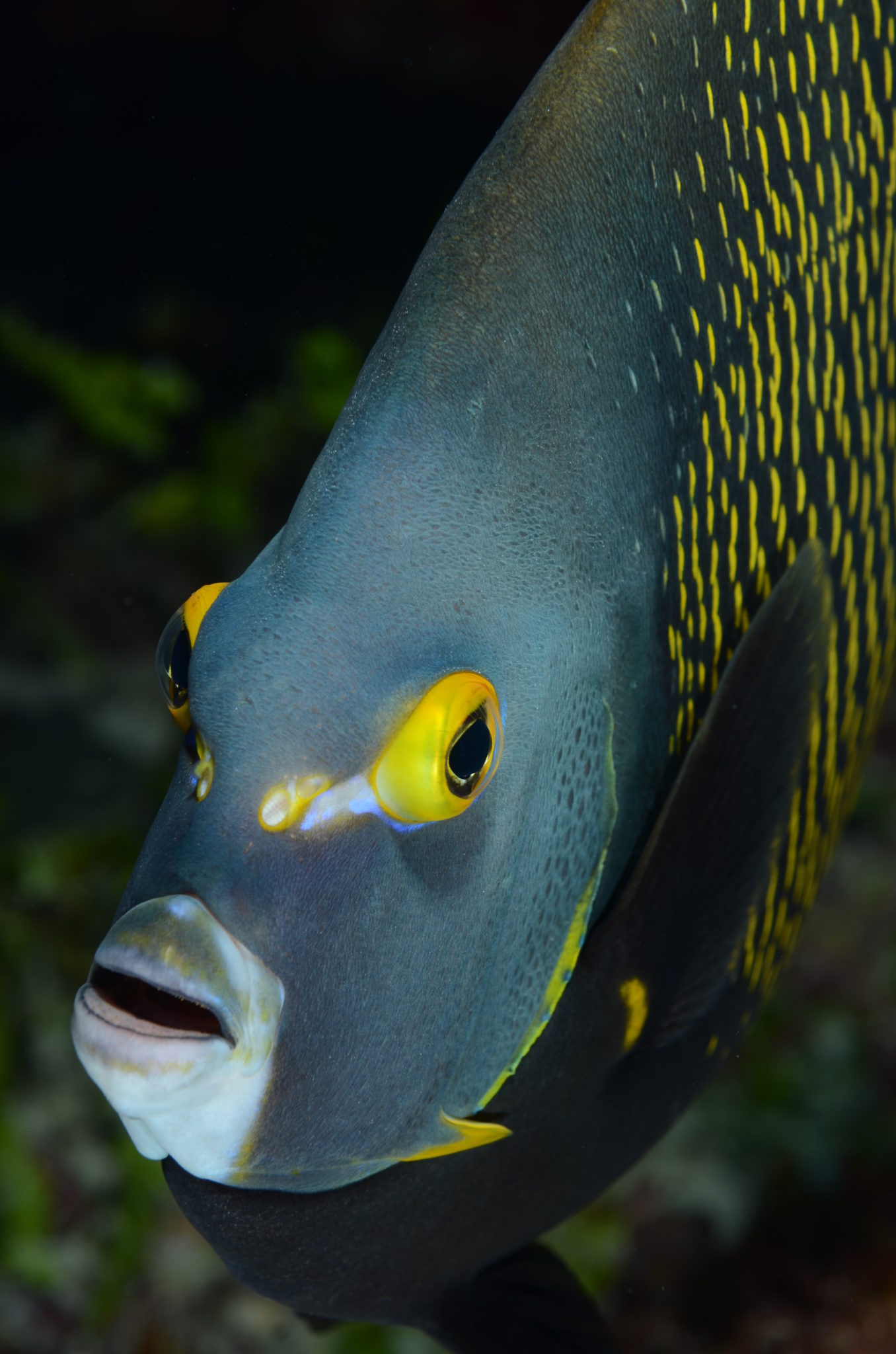 Learn Nitrox Diving: Enriched Air Nitrox