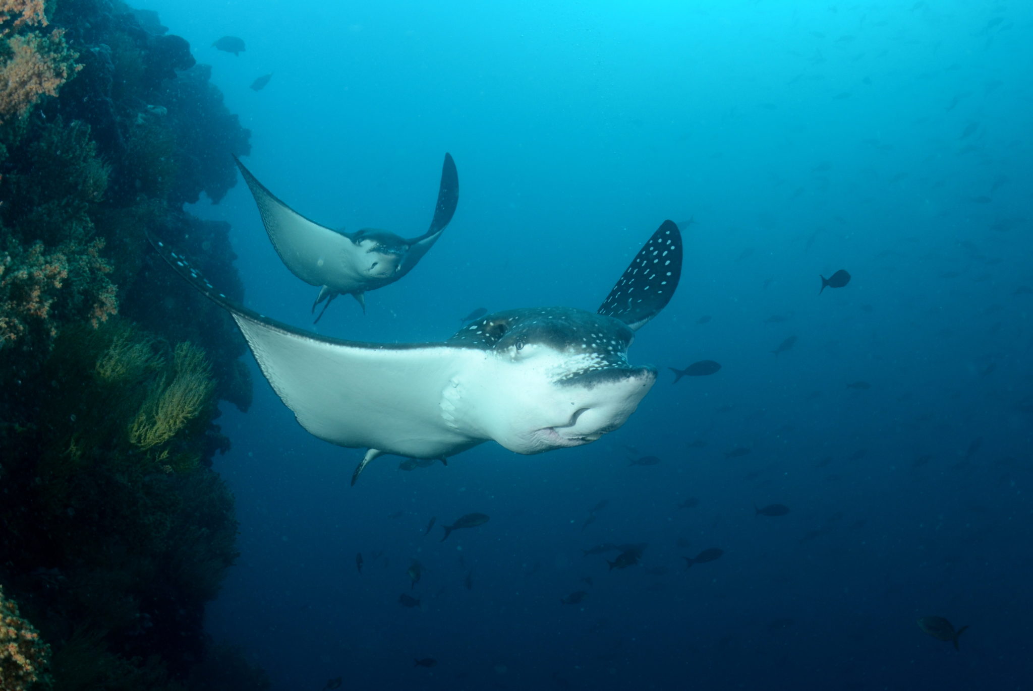 Deep Diving: Courses & Tips for Adventure Seekers