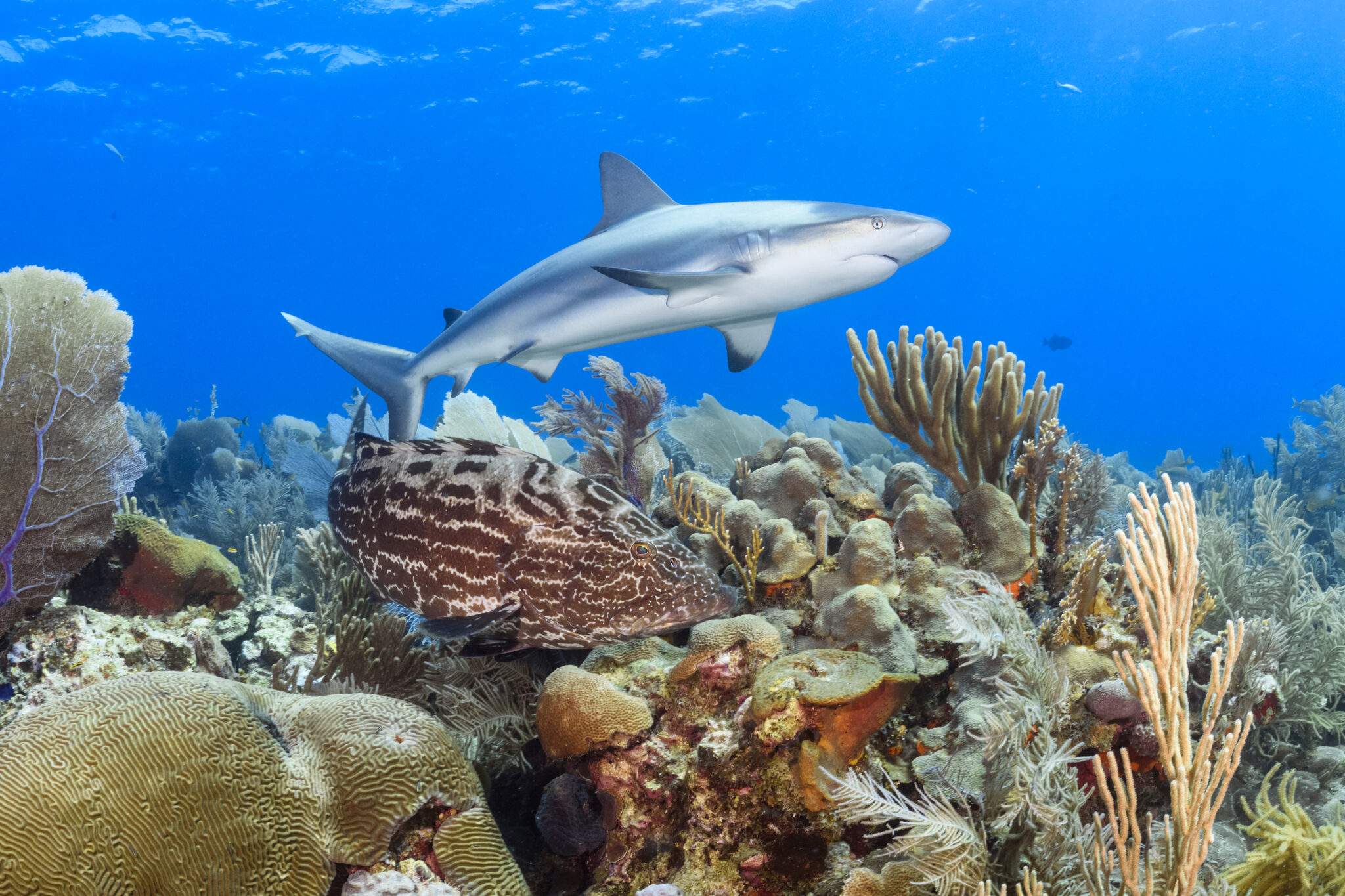 Contact - Anacortes Diving