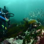 LAST SPOT AVAILABLE – Forgotten Islands Dive Adventure! – Anacortes Diving